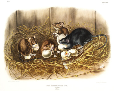 Black Rat (Mus Rattus Et Var) - 1845 - Illustration Poster | eBay