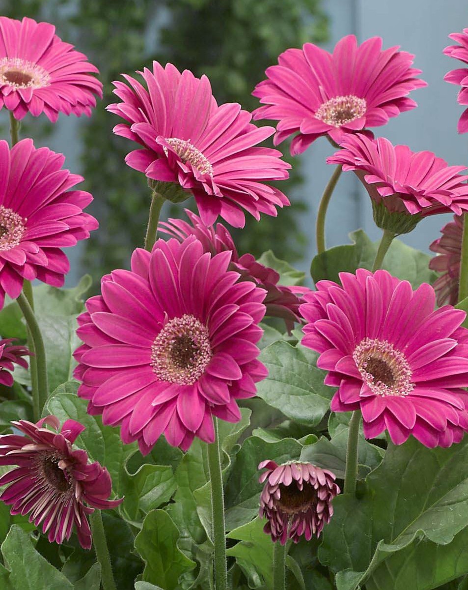 Pink Gerbera Daisy Flower