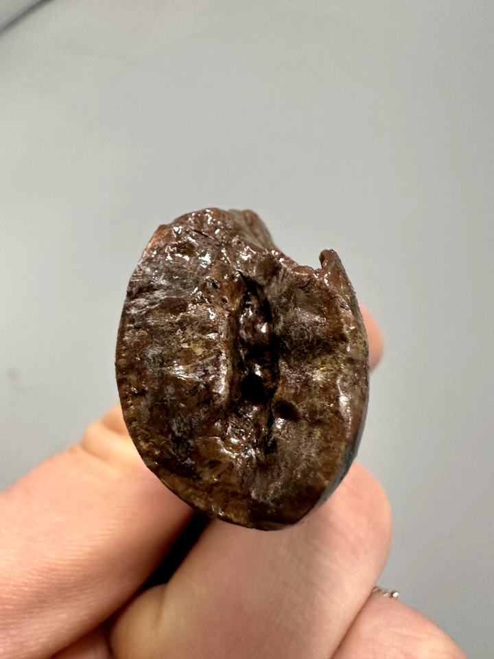 2.8" T-Rex tooth, tyrannosaurus Rex tooth fossil, Hell creek formation ...