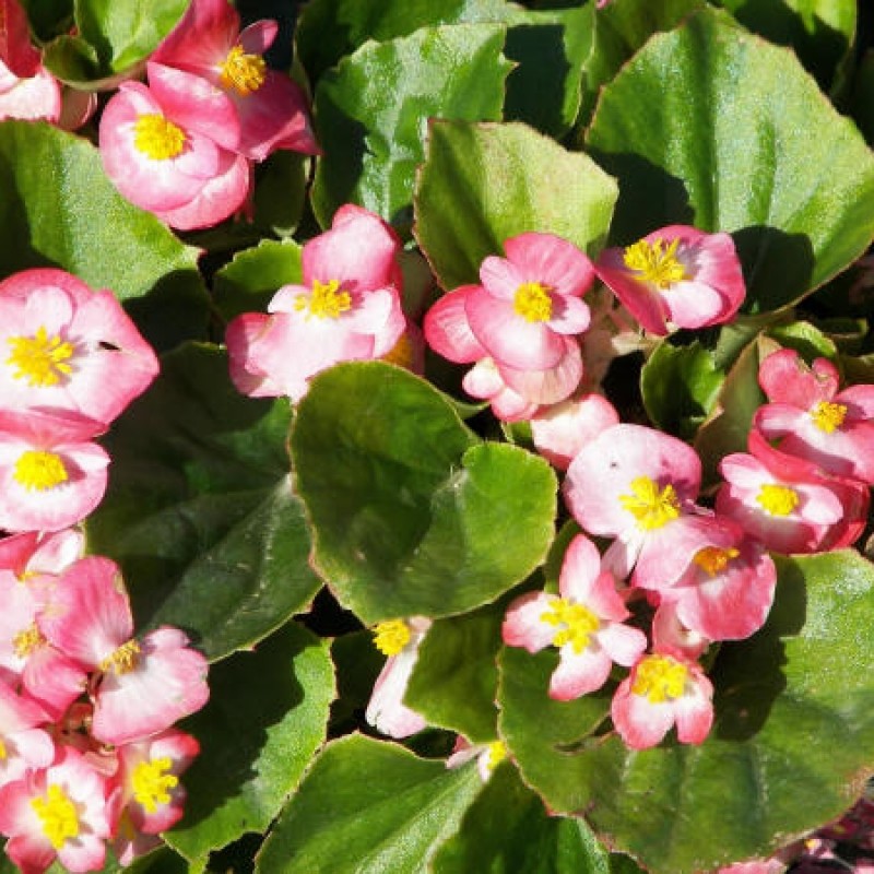 Begonia Seeds 50 Pelleted Seeds Begonia Bada Bing Rose Bicolor | eBay
