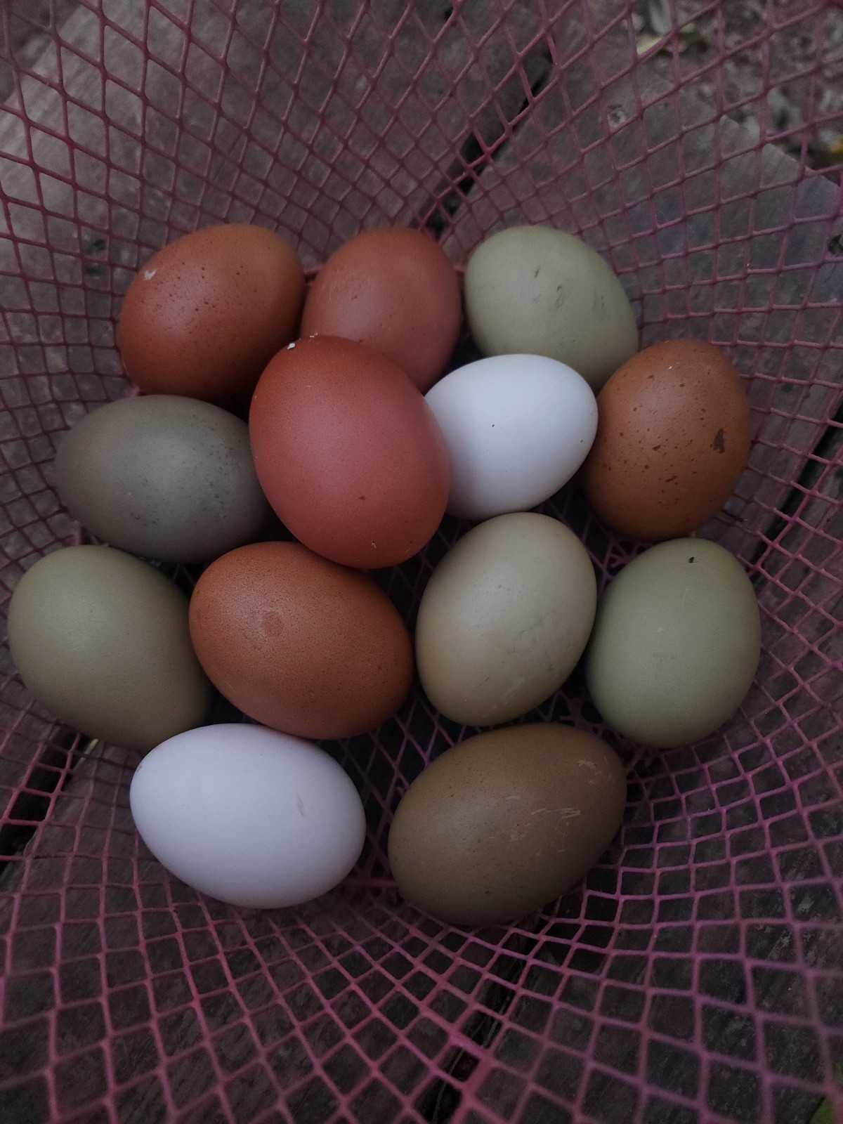 Dozen+2 Hatching Eggs Olive Eggers F2 Marans Welsummers All Mixes | eBay