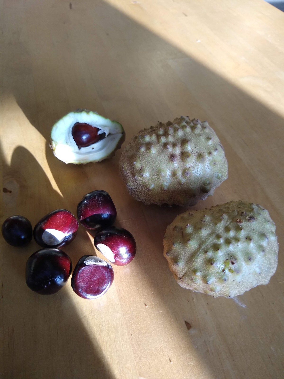 Texas Buckeye Seed ~ Native Tree ~ 3 to 100 Fresh Seeds | eBay