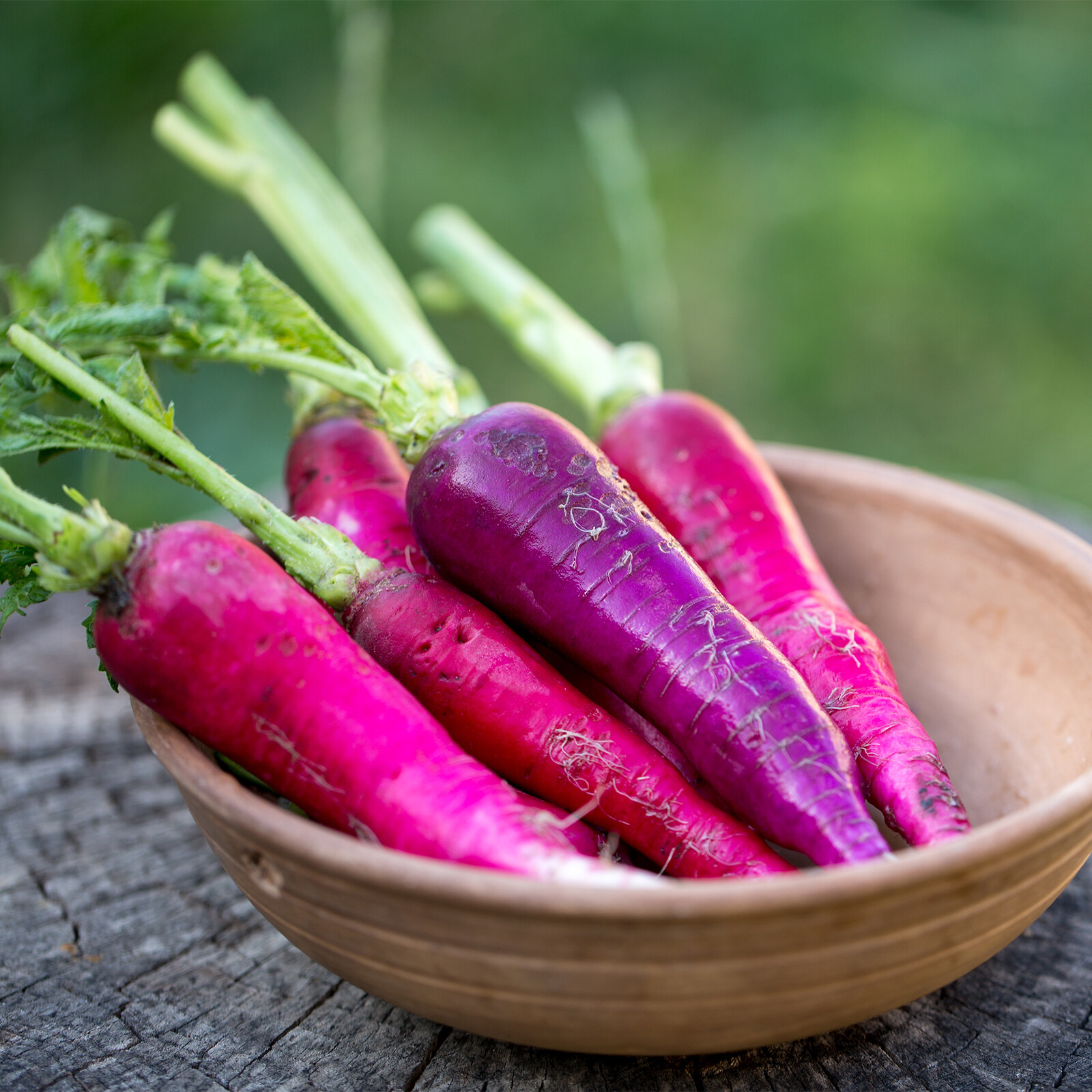 Winterrettich BLAUER HERBST UND WINTER Samen 100 lila zart milde Sorte ...