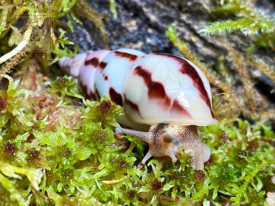 Giant African Land Snail Soil, Land Snail Substrate, Coco Coir 8-9L ...