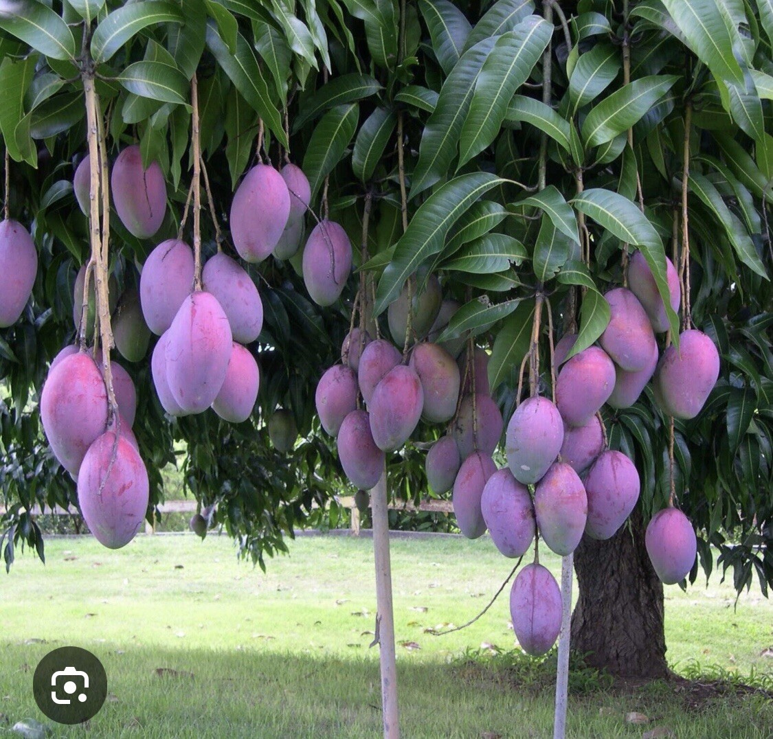 Coloring Mango Tree Mango Fruit Tree (Mangifera Indica) In Kasafari,