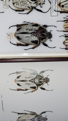 Goliathus goliatus sp. published in 1983' Book. Cetonidae, Scarabeidae ...