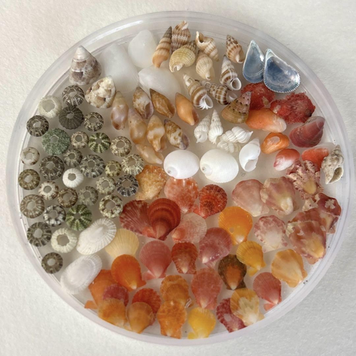 japanese sea glass Surf-Tumble Seashell rare TINY sea urchin & colorful ...