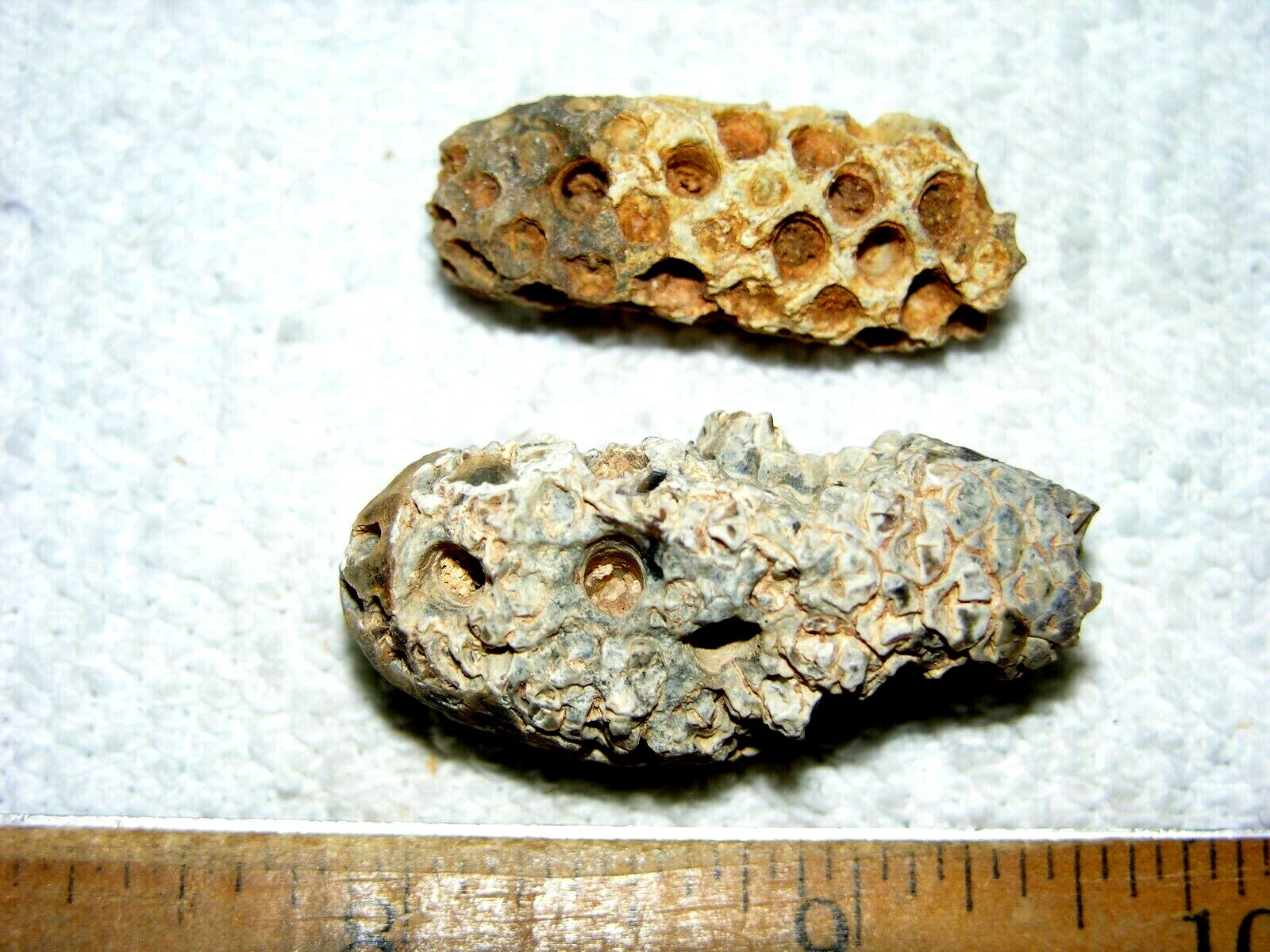 Petrified Silicified fossil Pine Cones Eocene Epoch Northern Sahara desert I25 | eBay