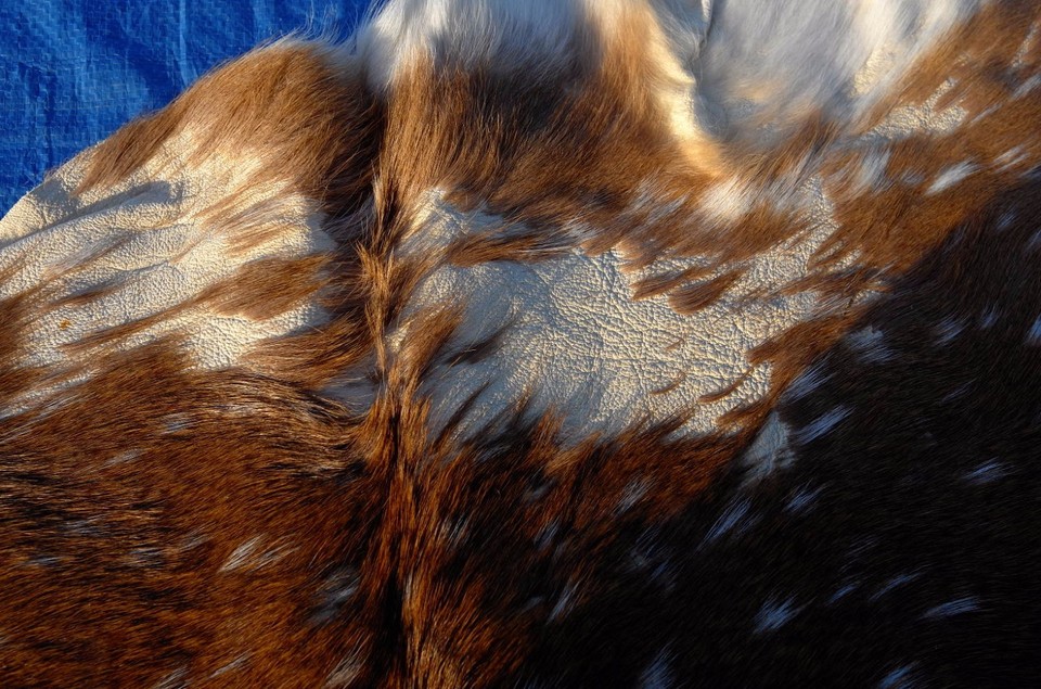 Axis Deer Skin Second Grade Axis Deer Hide Size: 38"X30" Chital deer ...