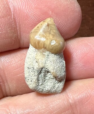 Beautiful Allodesmus tooth Miocene mammal Sharktooth Hill California | eBay
