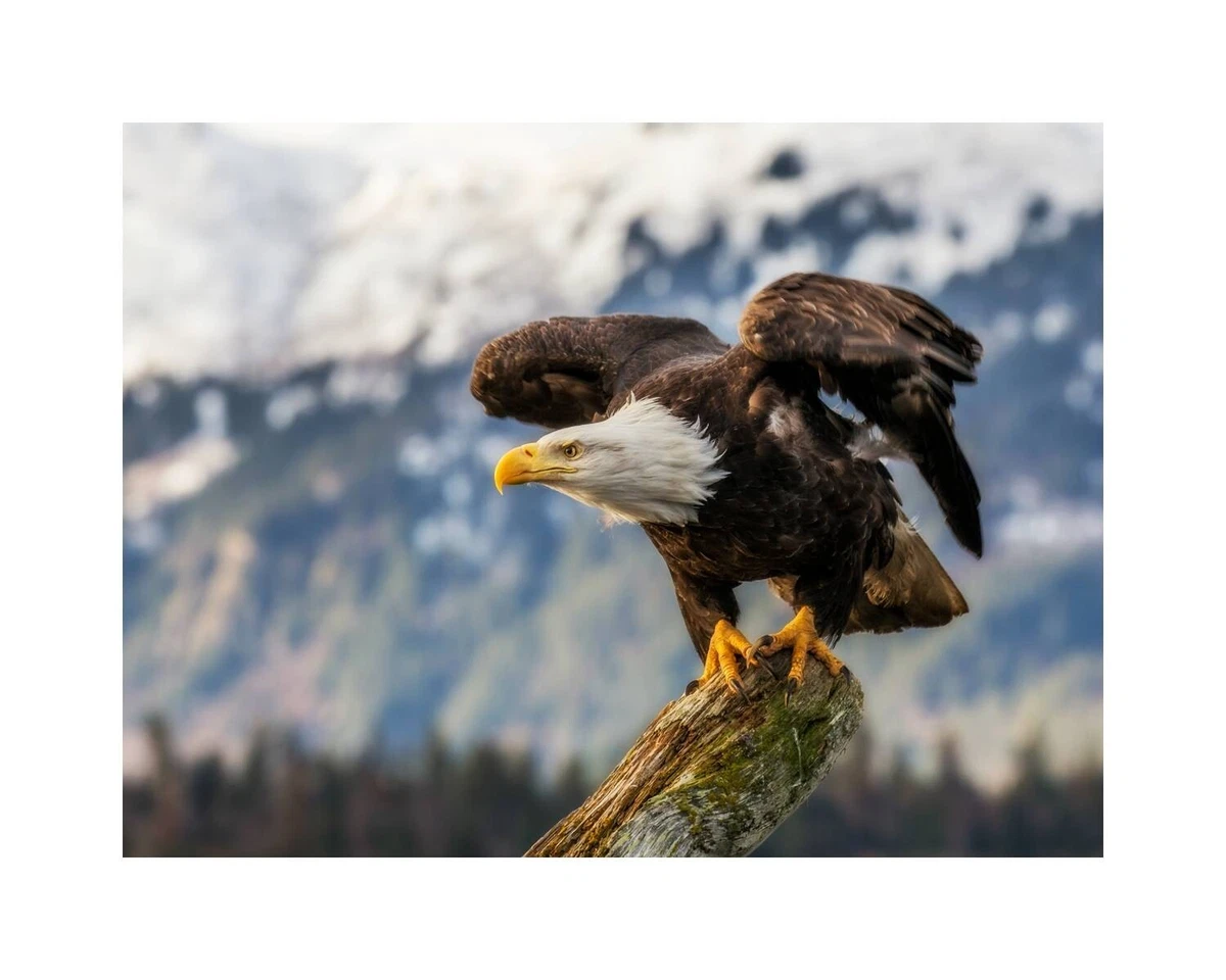 Murica Freedom Eagle