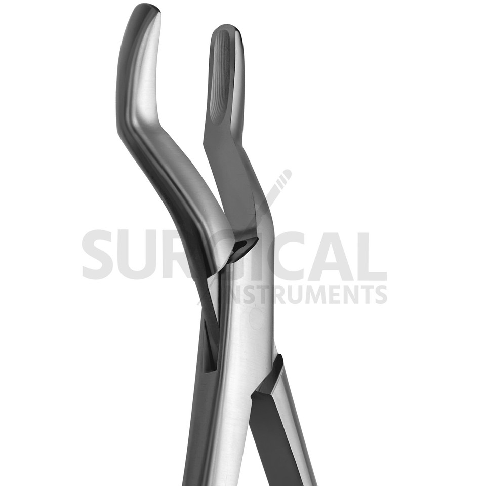 11" Wolf Tooth Extraction Forceps Hand Crafted Stainless Dental Equine ...