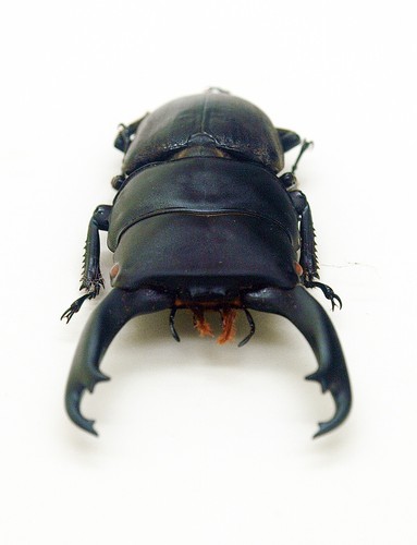 Beetle - Lucanidae - Stag Beetle - Dorcus Reichei (m) 61mm+ - Trus Madi ...