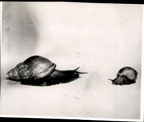 LD367 1949 Orig Wide World Photo GIANT AFRICAN SNAILS INVADE GUAM ...