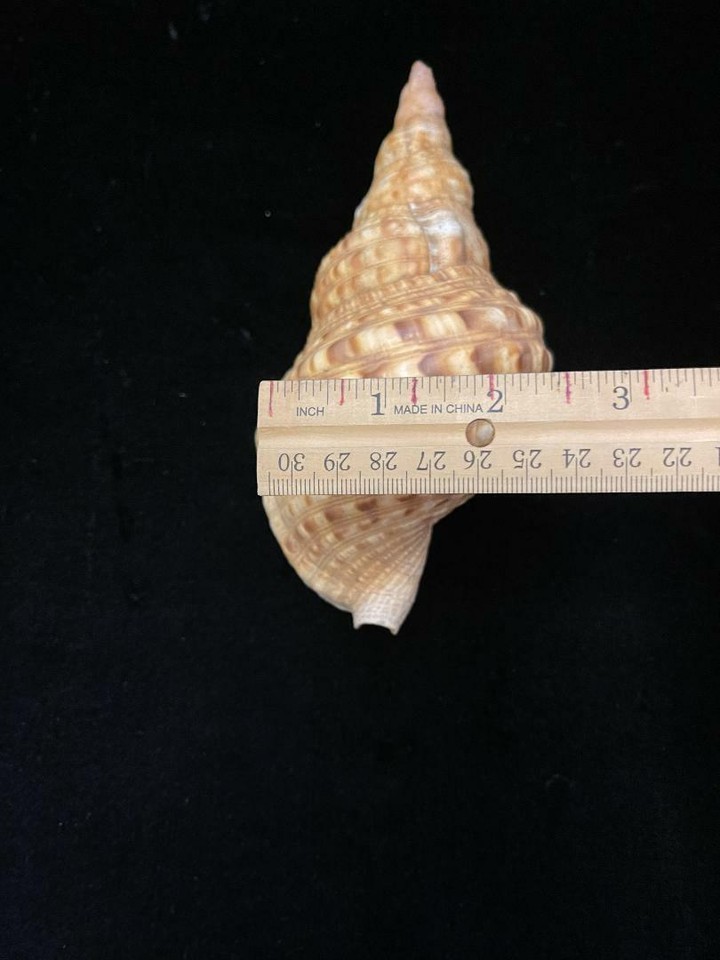 Triton Trumpet Seashell, 7" Caribbean Conch 177.8mm with operculum | eBay
