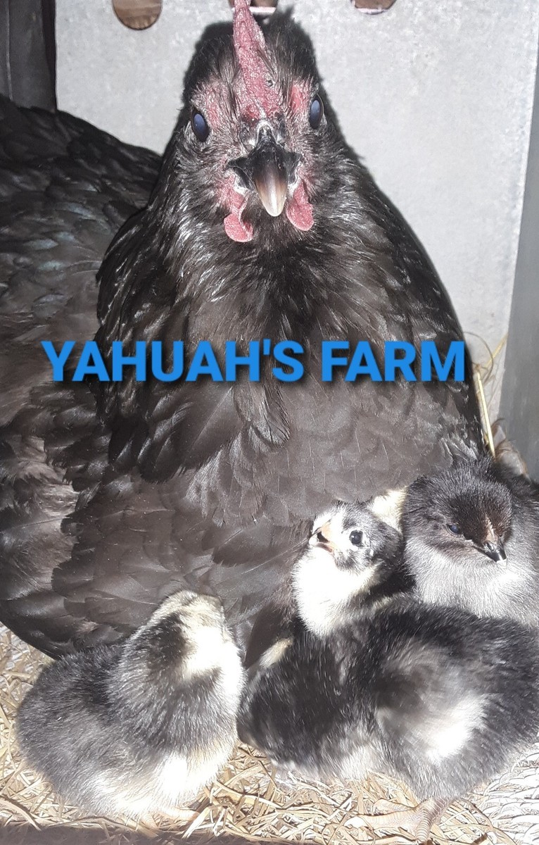 Black Australorp Chicks Characteristics
