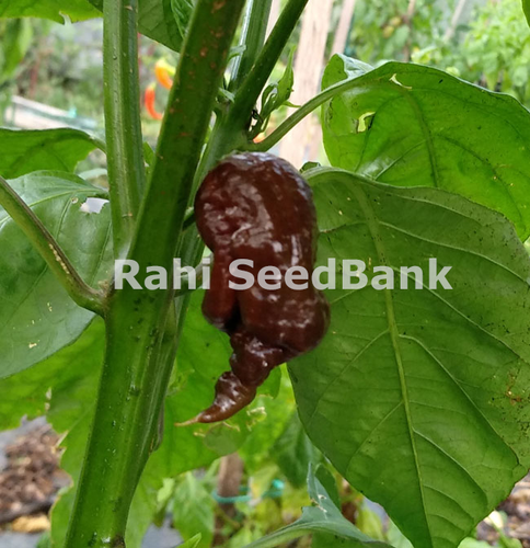 7 Pod, Pot Primo Chocolate Chilli - One of the Most Rare & Hottest in ...