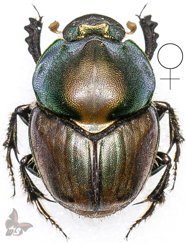 Proagoderus lujendae-Pair,Zambia,MEDIUM HORN,beetle | eBay