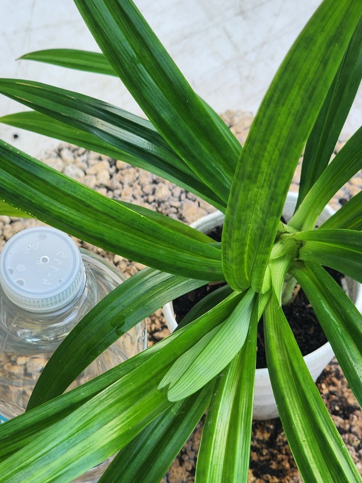 1 Live Pandan Leaf tree With Roots 6"-10" (lá Dứa - Planta de Pandan ...