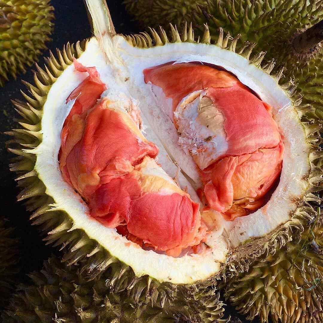 Durian Rojo Taza 450 ML DURIAN