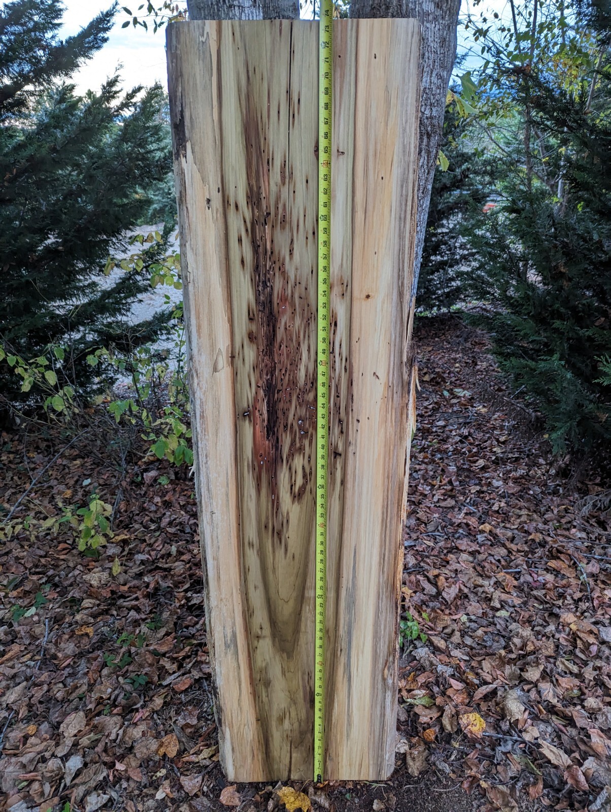 Tulip Poplar (Rainbow) slab (Live Edge) Spalted. Wide Slab, Great ...