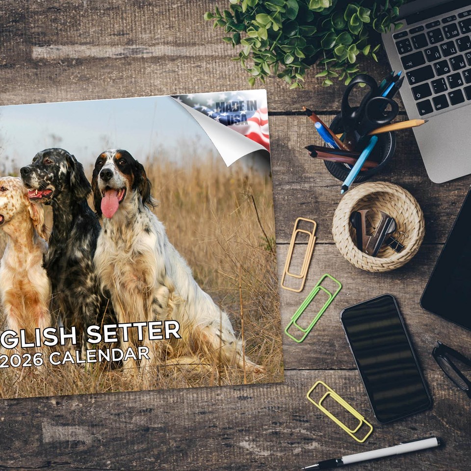 English Setter Dog Breed Calendar 2026 12x18 Made in USA | eBay