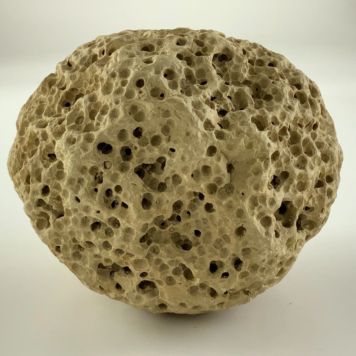 Porous Sponge