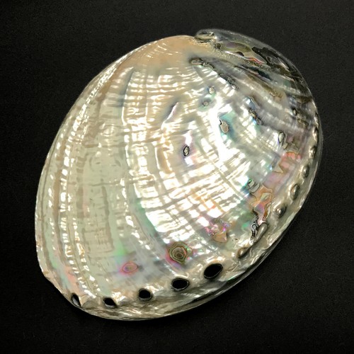 Large Polished Abalone Sea Shell Natural Polished Nacre Shell Mother of ...