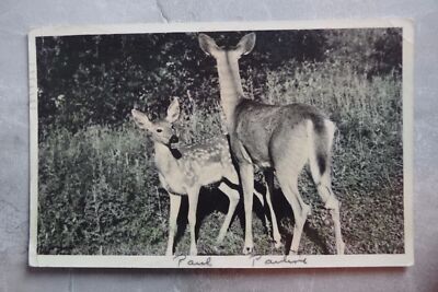 Vintage c. 1954 RPPC Postcard d: Doe & Her Fawn Last Chance Motel ...