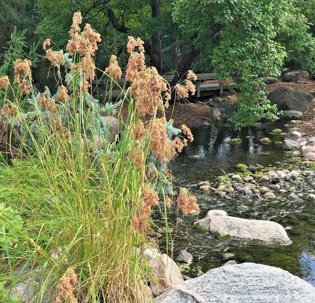 1000+WOOL GRASS Seeds Native Wildflower Marsh Wetlands Woolgrass Sedge ...