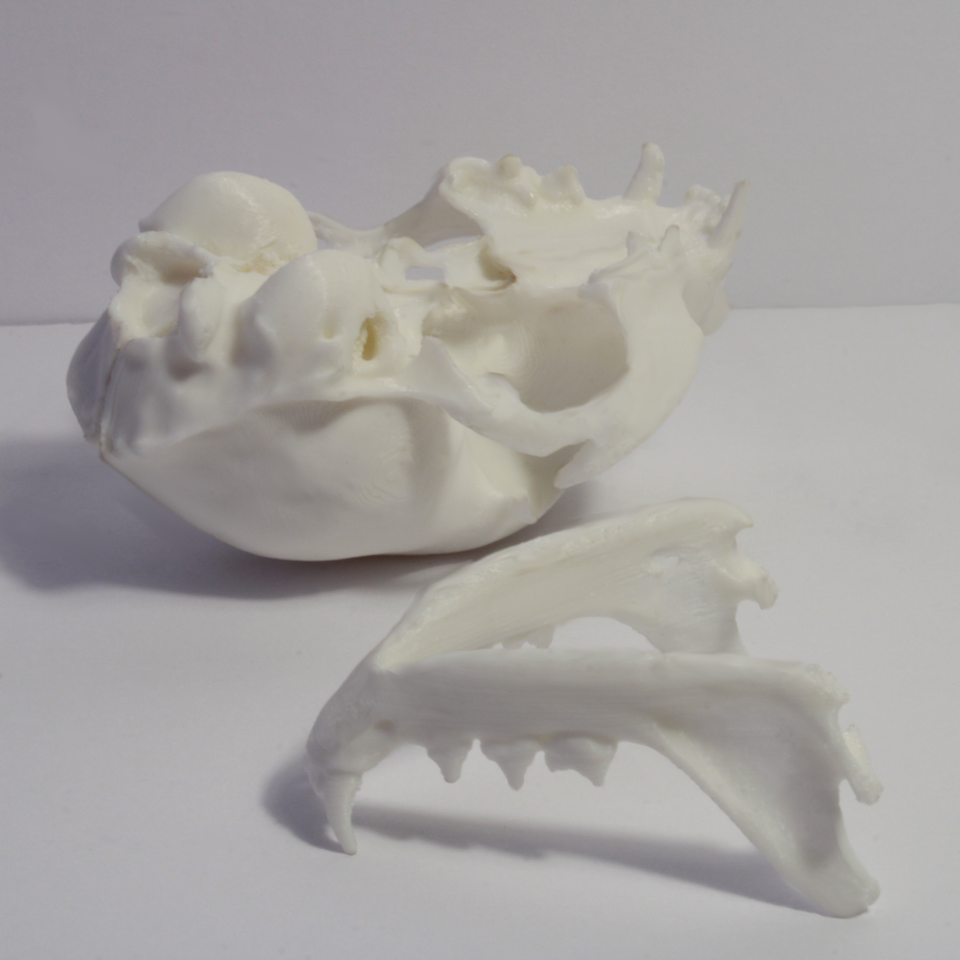House Cat Skull Model - Anatomically Correct - 3 Inches | eBay