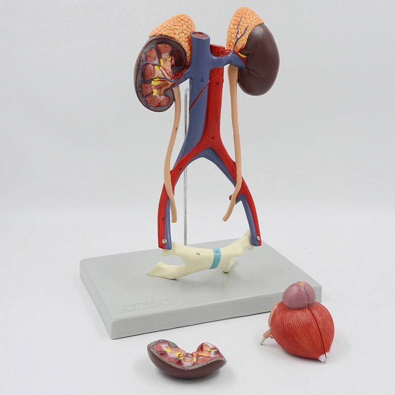 5 Parts Human kidney bladder model Arteriovenous Urinary system model ...