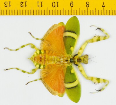 BANDED FLOWER MANTIS - Theopropus elegans (Female) - MALAYSIA - 8564 | eBay