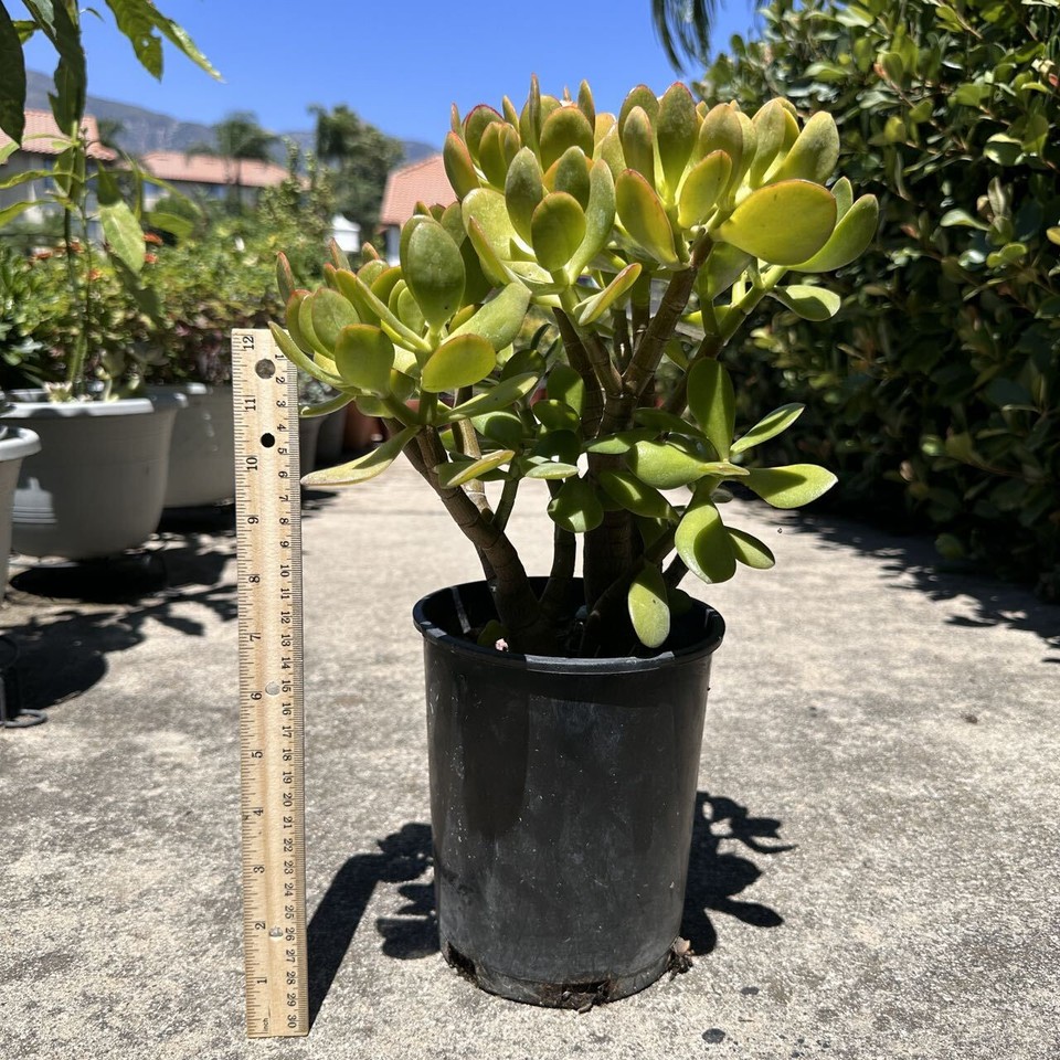 Jade Succulent, Crassula Ovata Succulents, Tall Plants, Tree, 15-17 ...