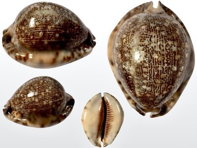 Cypraea arabica f. gibba, Ko Phai, Isl., Thailand, 72 mm, XL, U.F.O ...