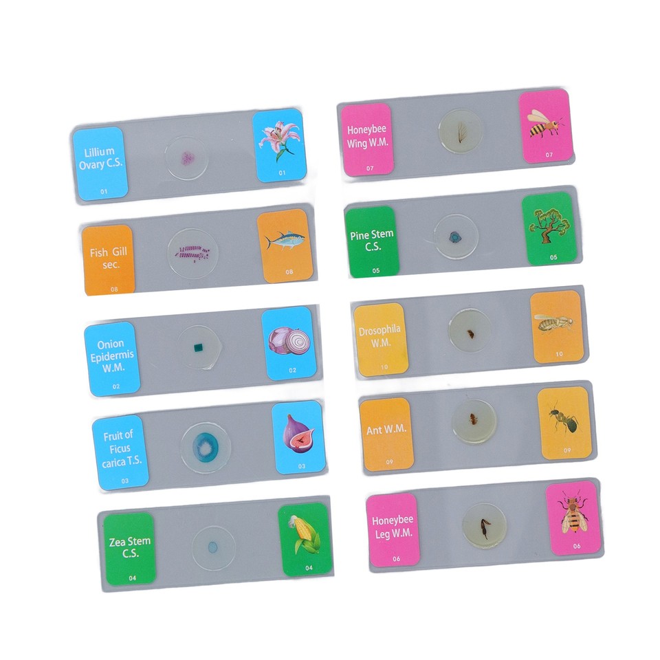 10x Microscope Slides With Specimens Animal Plant Bug Glass Slides ...