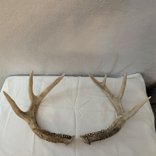 Atypical 9 Point Whitetail Deer Antlers From West Central Minnesota | eBay