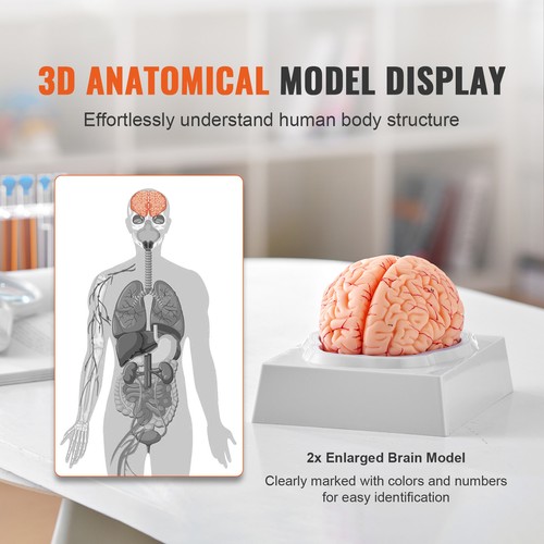 Uimoso Human Brain Model Anatomy Teaching Brain Model 9-Part Labeled ...