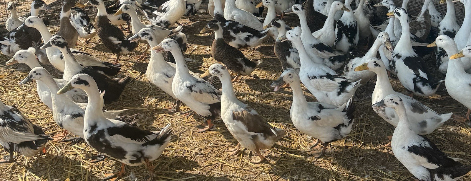 12+ Ancona Quality Duck Hatching Eggs: black, blue, crested, chocolate ...