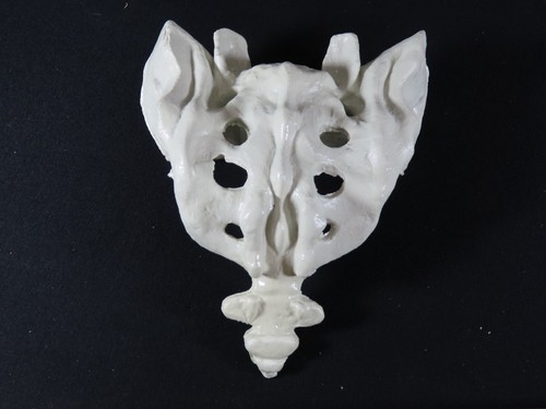 Anatomical Human Coccyx Bone Model Medical Educational Teaching C5121 ...