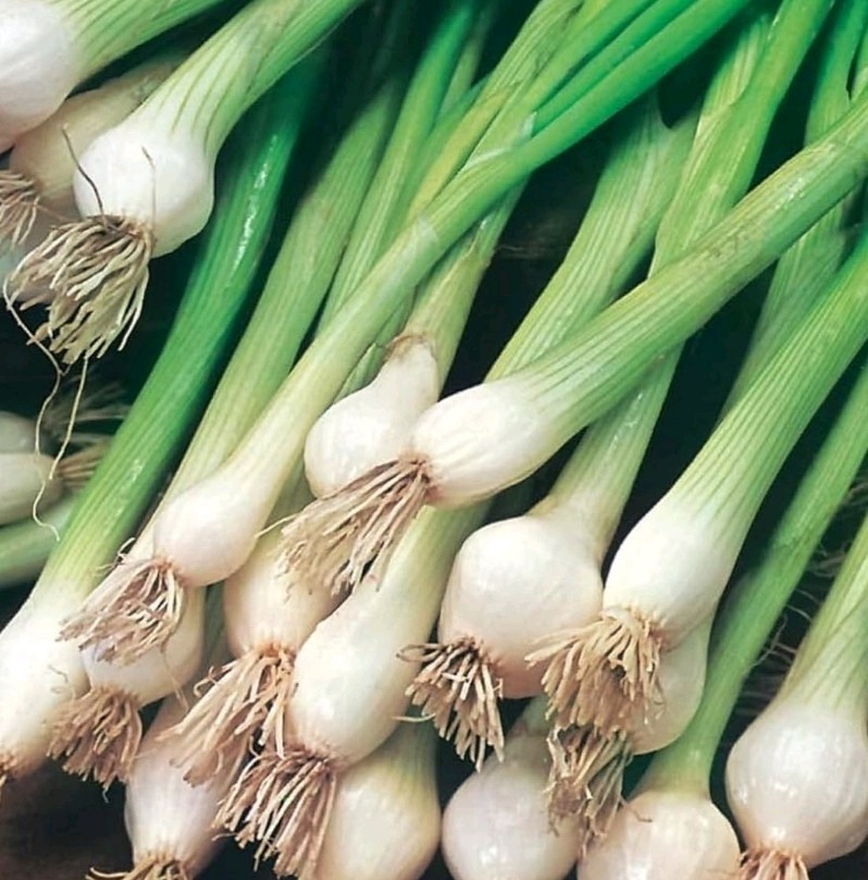 3x Organic Spring Onion White Lisbon Plug Plants "Grow your Own ...