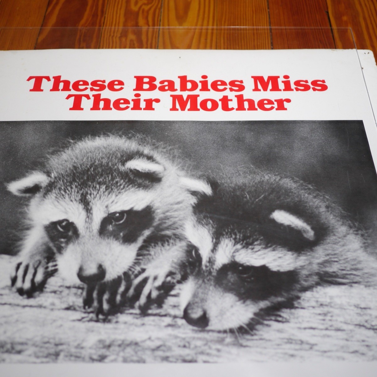 Animal Rights Poster Peta