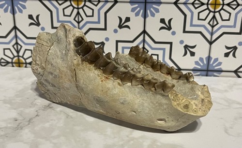 Fossil Oreodont Lower Jaw Mandible with Teeth - Prepped Prepared Brule ...