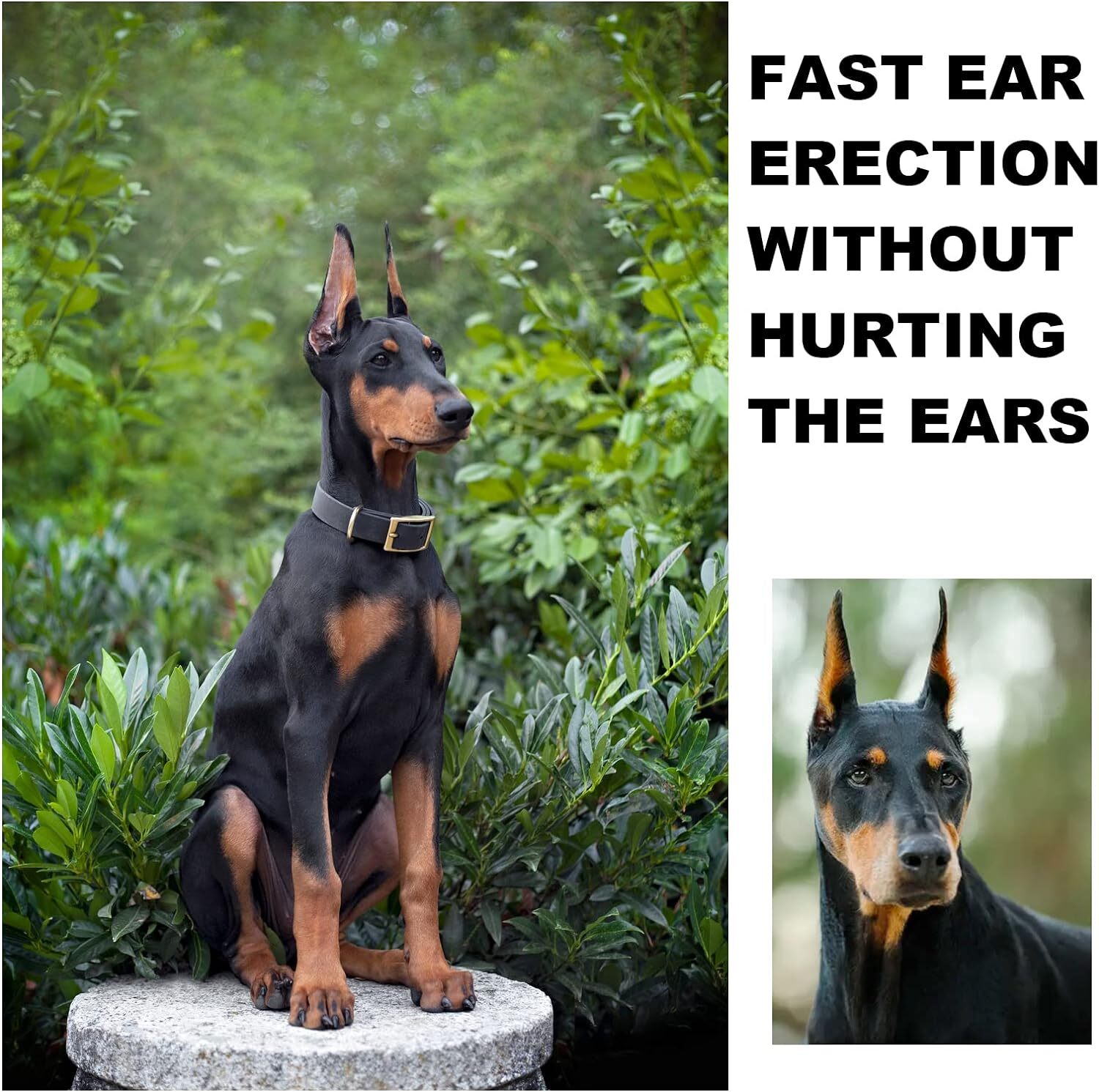 Doberman Dog Ear Posting Kit - Stand Up Support Tool - 6 Sponge Sticks ...