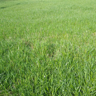 Marshall Pasture Forage Type Ryegrass Seed | eBay