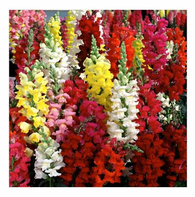 Snapdragon Seeds, Tetra Mix, Multi Color Blooms, Bees and Butterflies ...