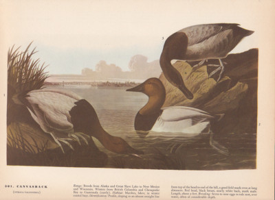 Audubon 1942 Vintage Birds #301 "Canvasback Duck" Full Color Art Plate ...