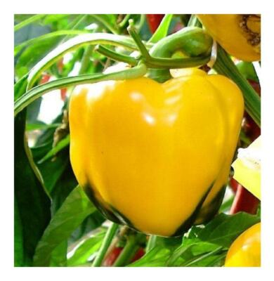 ORGANIC SWEET PEPPER QUADRATO D'ASTI YELLOW 60 FINEST SEED | eBay UK