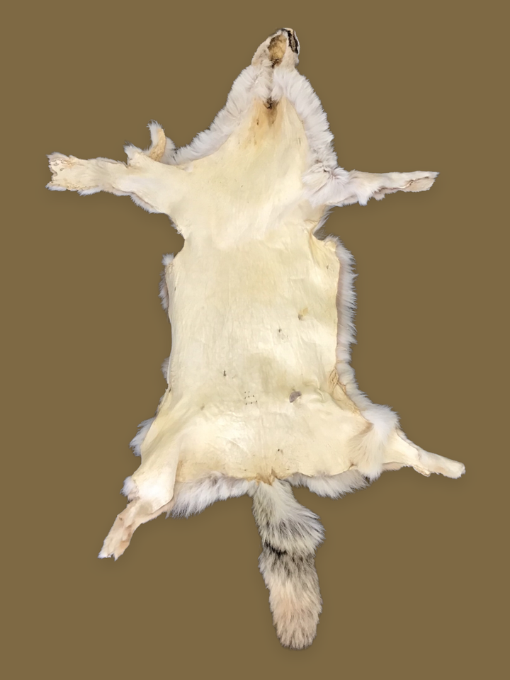 Tanned Coyote Pelt, Hide, Open Skinned Taxidermy with Legs, 50 inch | eBay