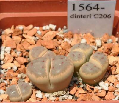 Lithops dinteri C206 seeds 100 pcs 2021y | eBay